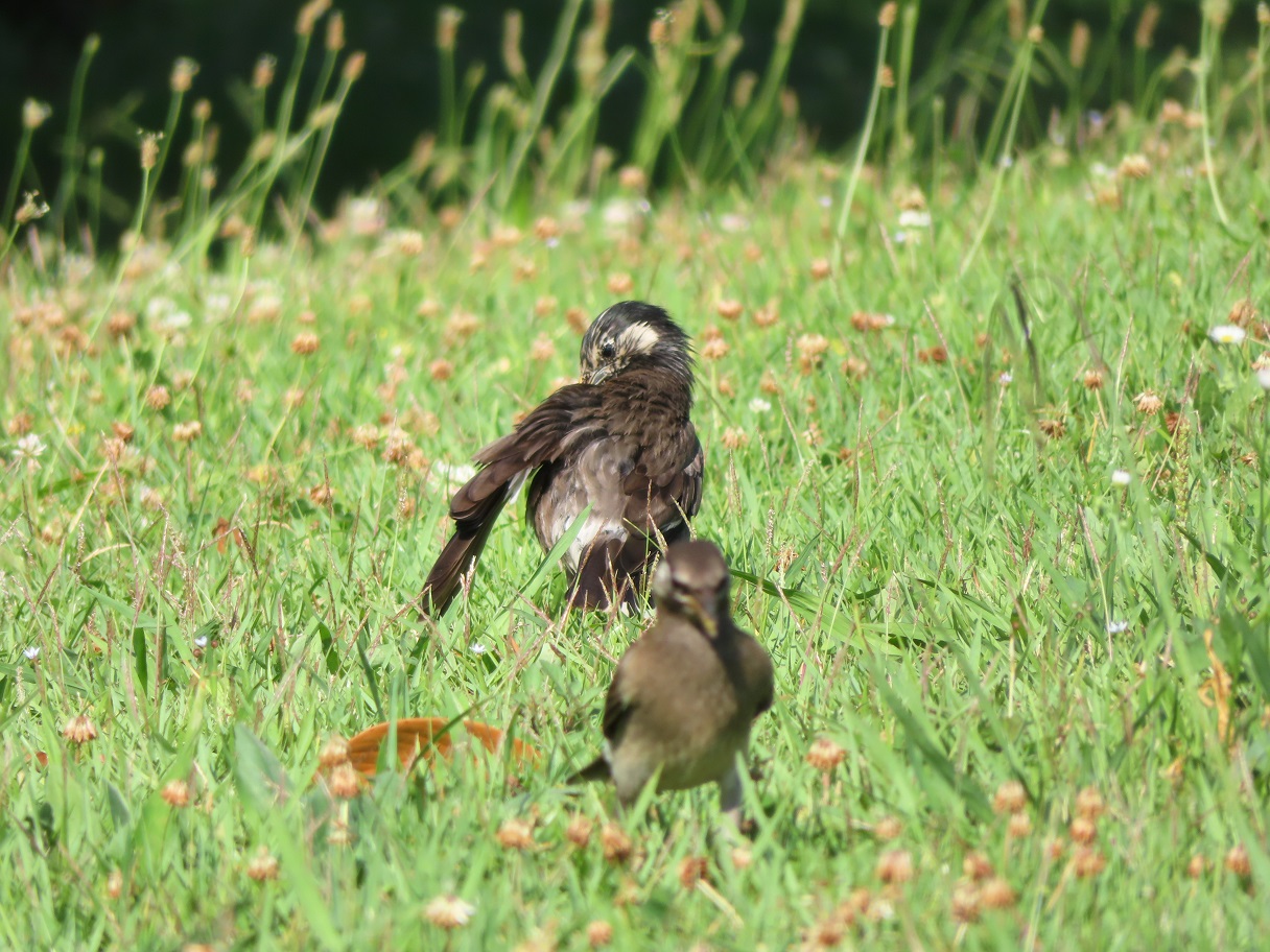 【ゆとりの森自然情報：2023年7月】 | F・マリノス 成城石井パーク